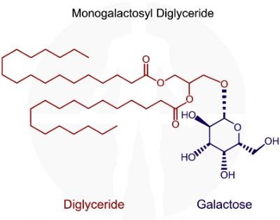 ליאור שנהב I דיאטן ספורט, תזונאי קליני, תזונה נכונה. - גליקוליפידים ...