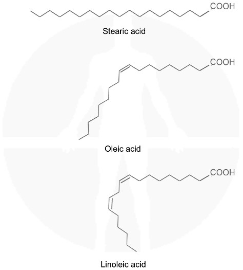 ליאור שנהב I דיאטן ספורט, תזונאי קליני, תזונה נכונה. - חומצות שומן ...